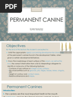 Canine Tooth Anatomy Overview | PDF | Dental Anatomy | Tooth