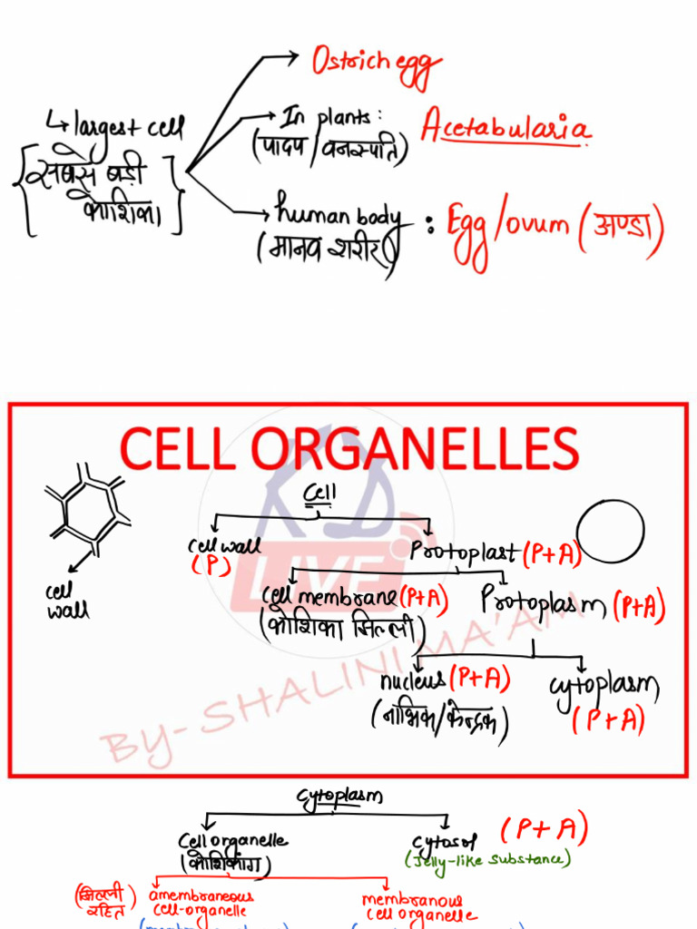 Cell Wall CGL | PDF