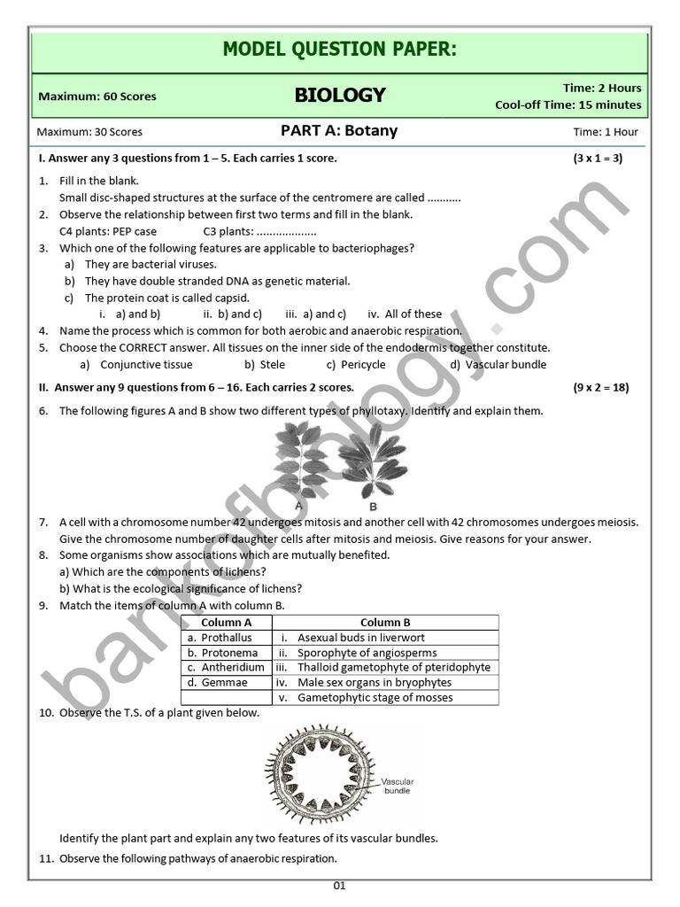 Biology Model Question Paper 1 | PDF | Meiosis | Biology