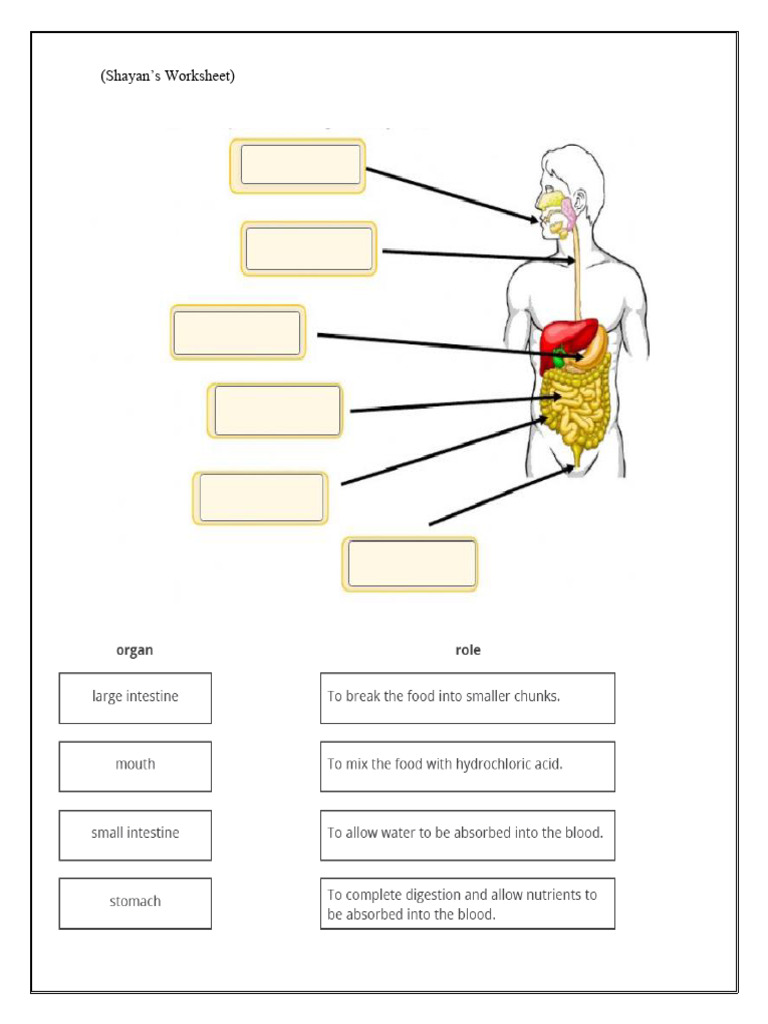 Shayan's Revision Digestive System Worksheets | PDF | Milk | Small ...