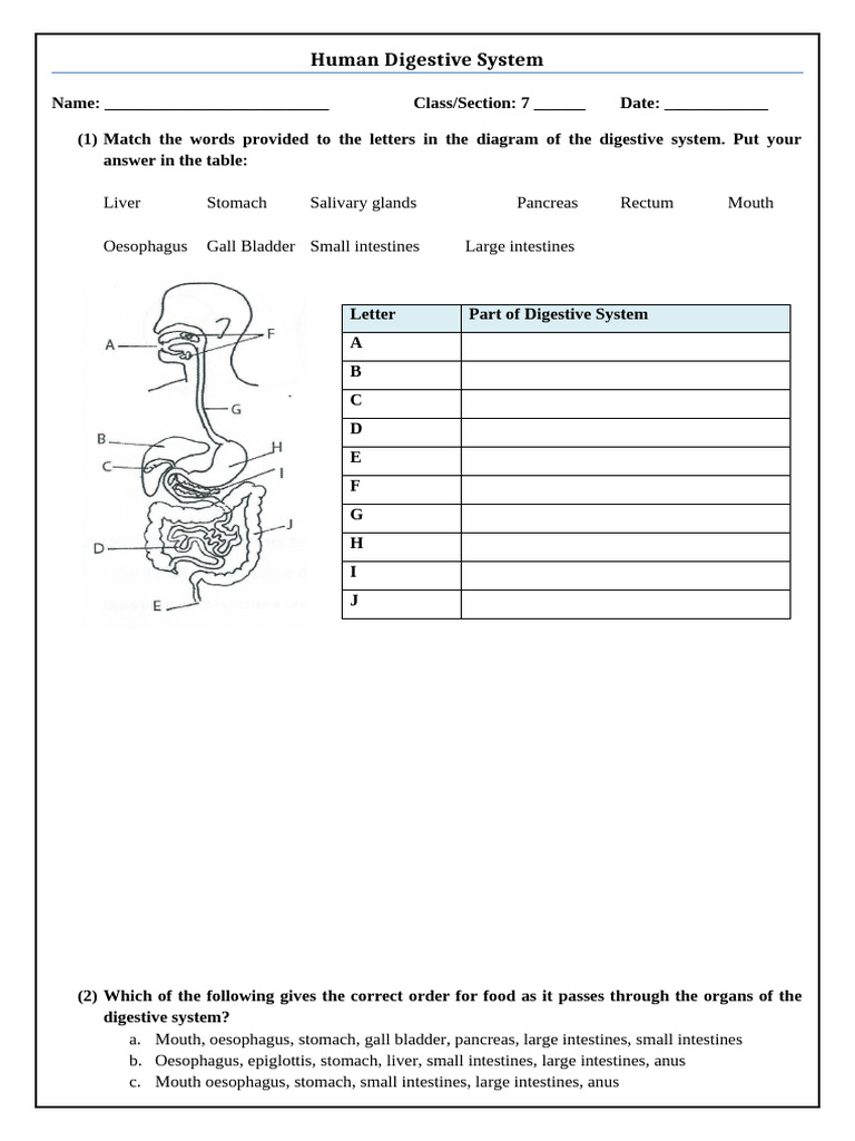 Digestive System Worksheet for Grade 4 | PDF | Human Digestive System ...