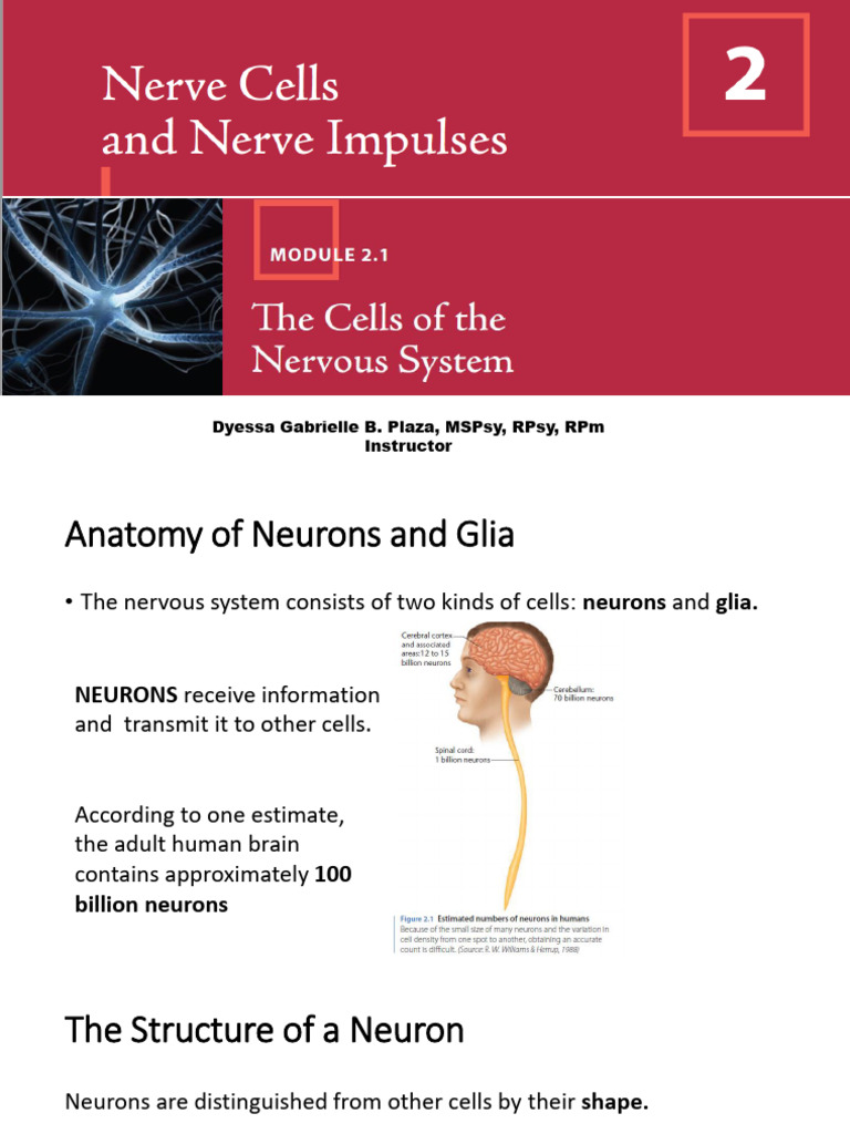 Chapter 2 Module 2.1 PhysiobioPsych | PDF | Neuron | Axon