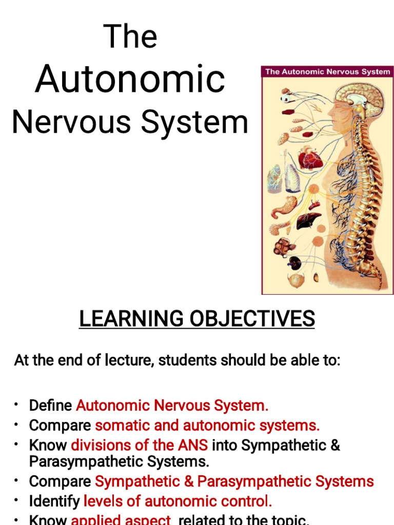 Autonomic Nervous System (Final) | PDF | Autonomic Nervous System | Motor Neuron