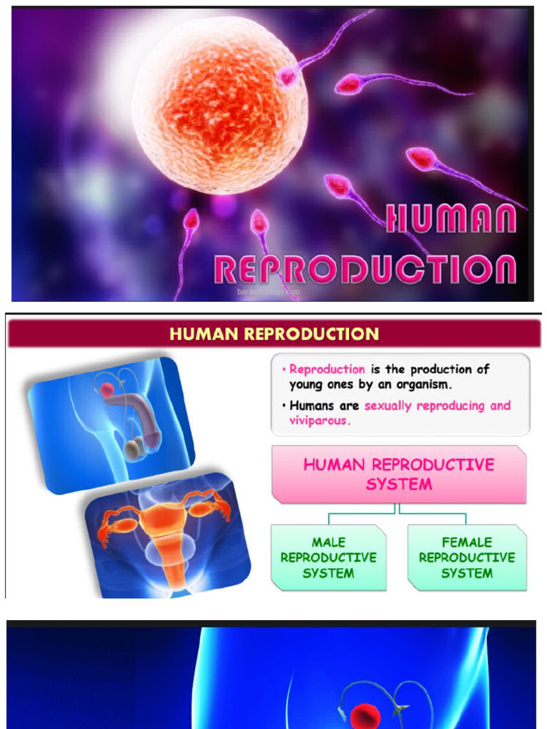 Human Reproduction | PDF