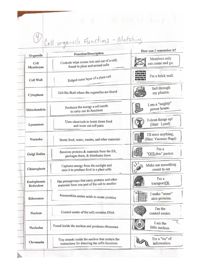 Cell Organelle Matching | PDF