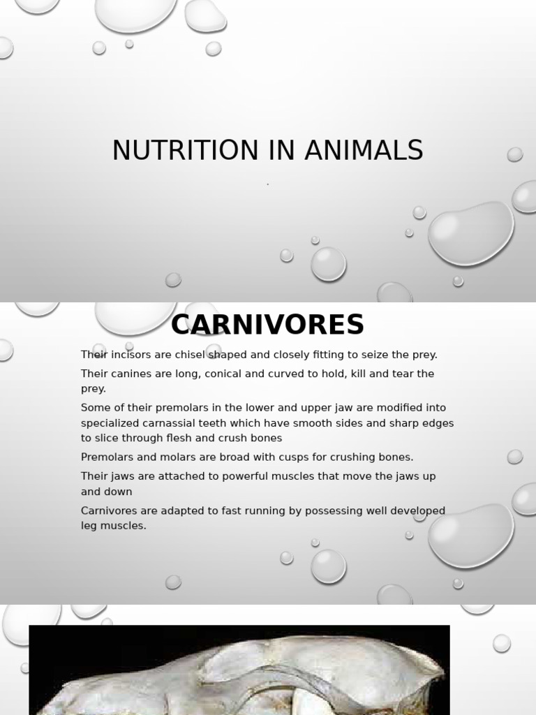 Nutrition in Animals | PDF | Digestion | Stomach