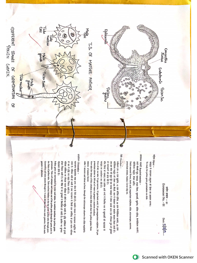 12th Biology Practical File | PDF