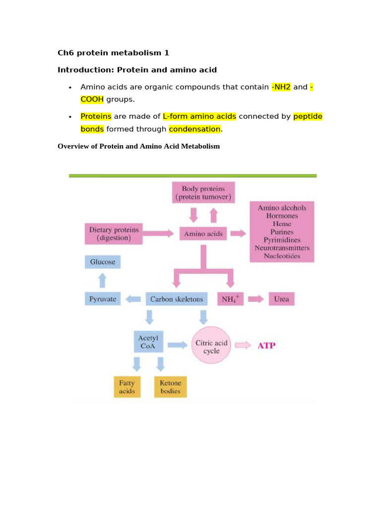 Ch6 Protein Metabolism 1 | PDF | Lipoprotein | Cholesterol