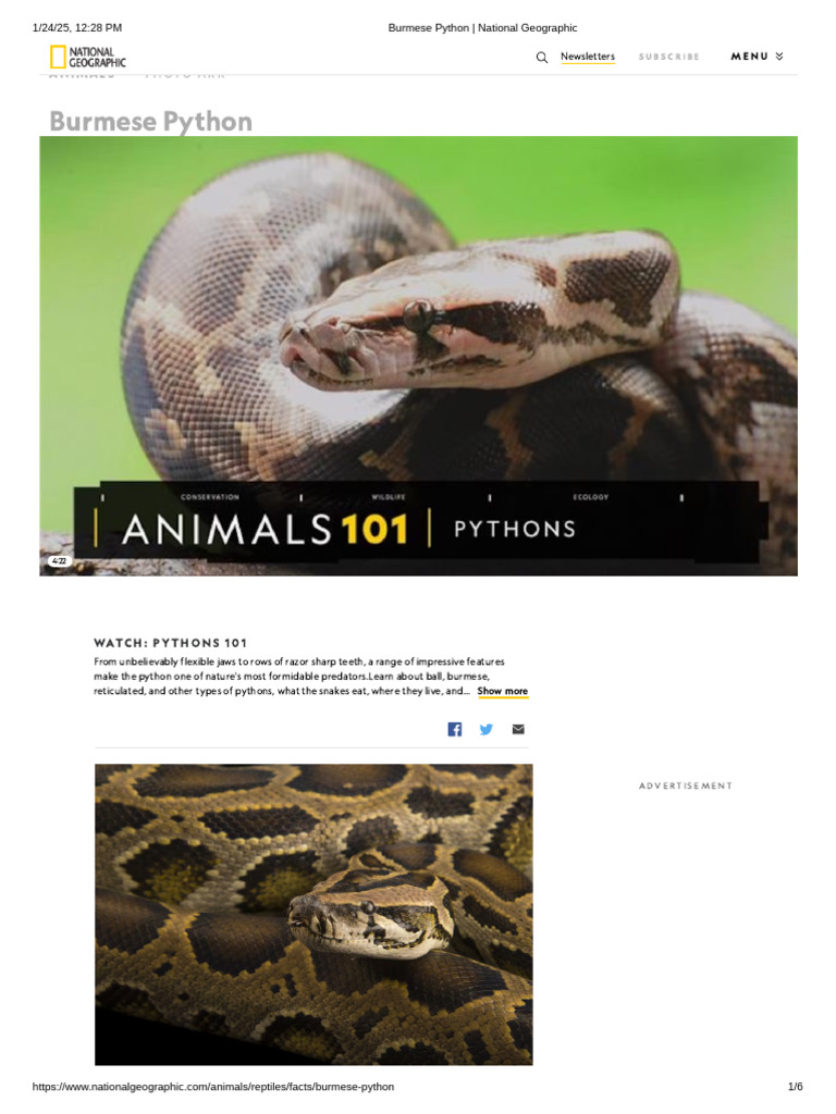 Burmese Python _ National Geographic | PDF | Zoology