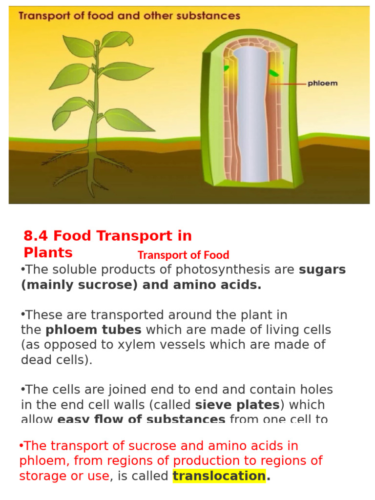 8.4 Food Transport in Plants | PDF
