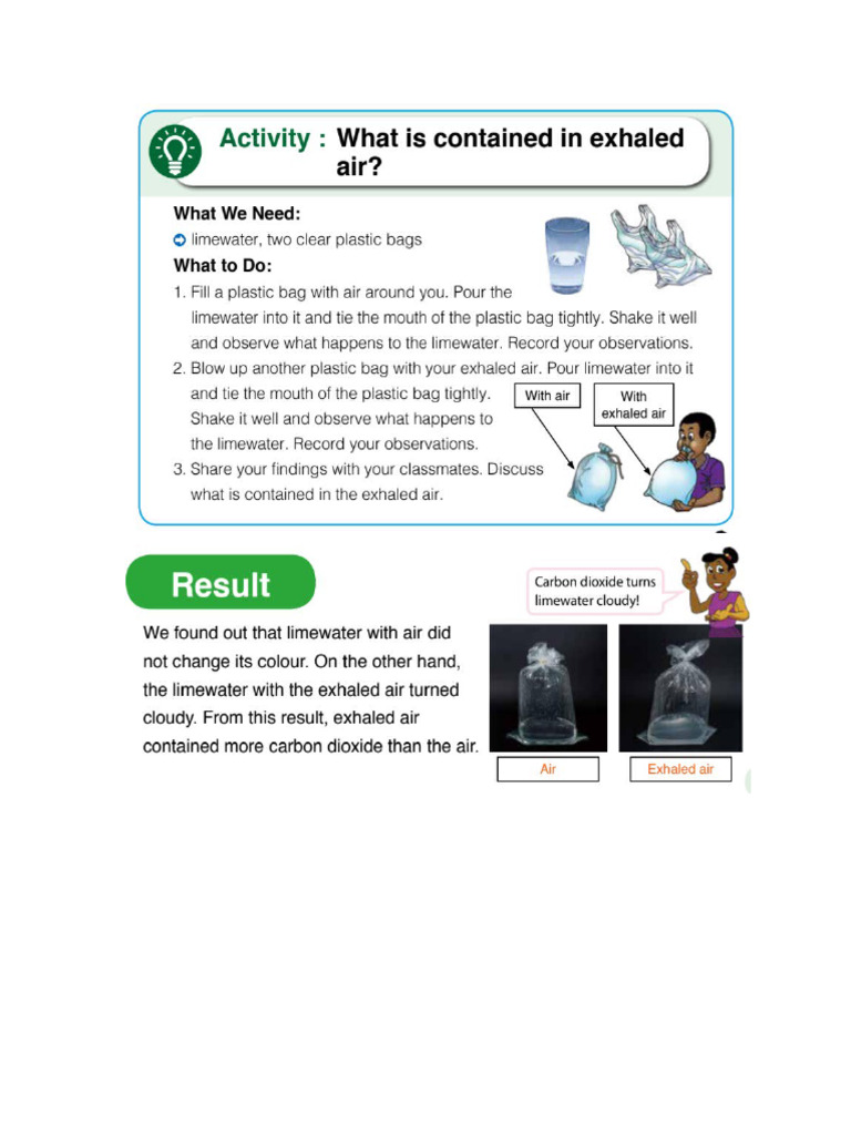 Respiratory System Experiment Grade 6 | PDF