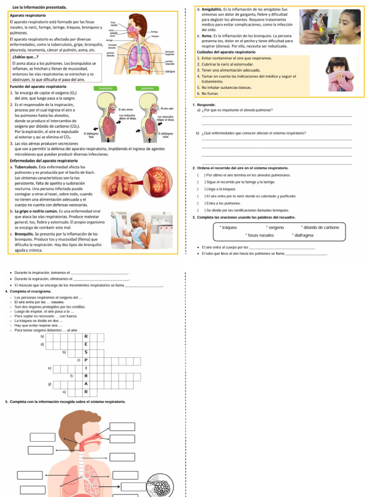 FICHA CYT. - EL SISTEMA RESPIRATORIO | PDF