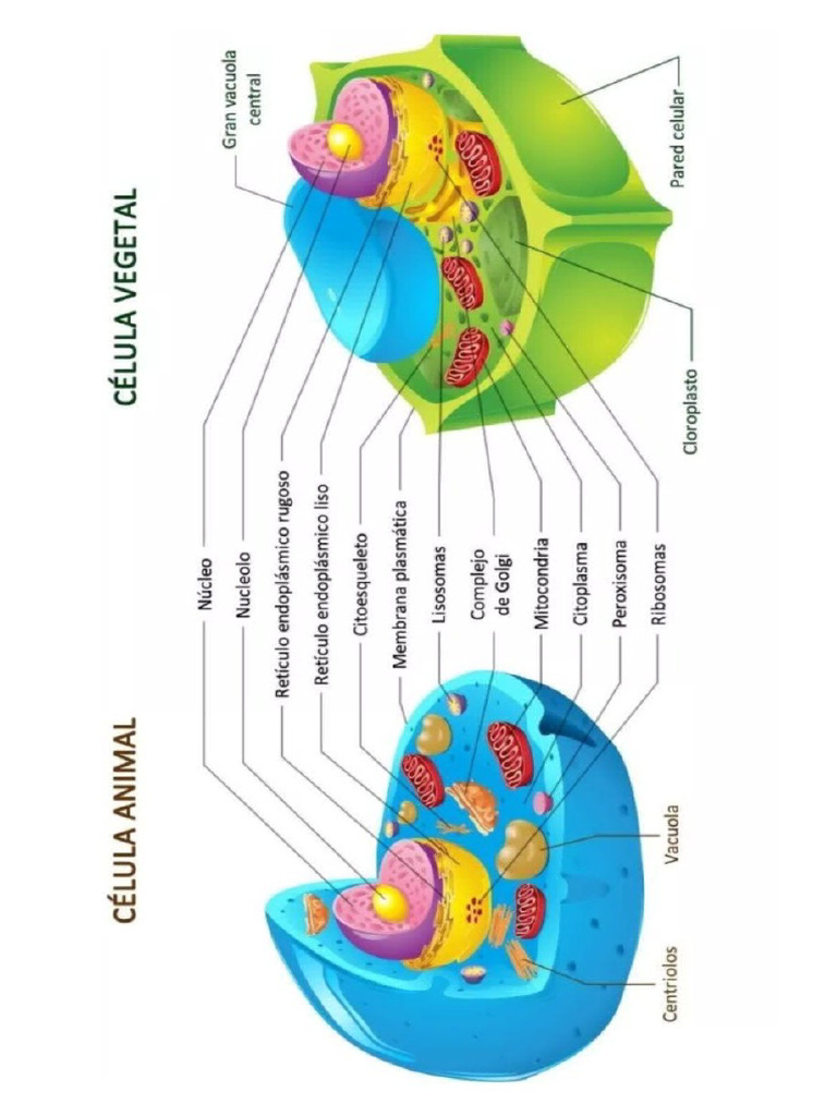 Celula Animal y Vegetal | PDF