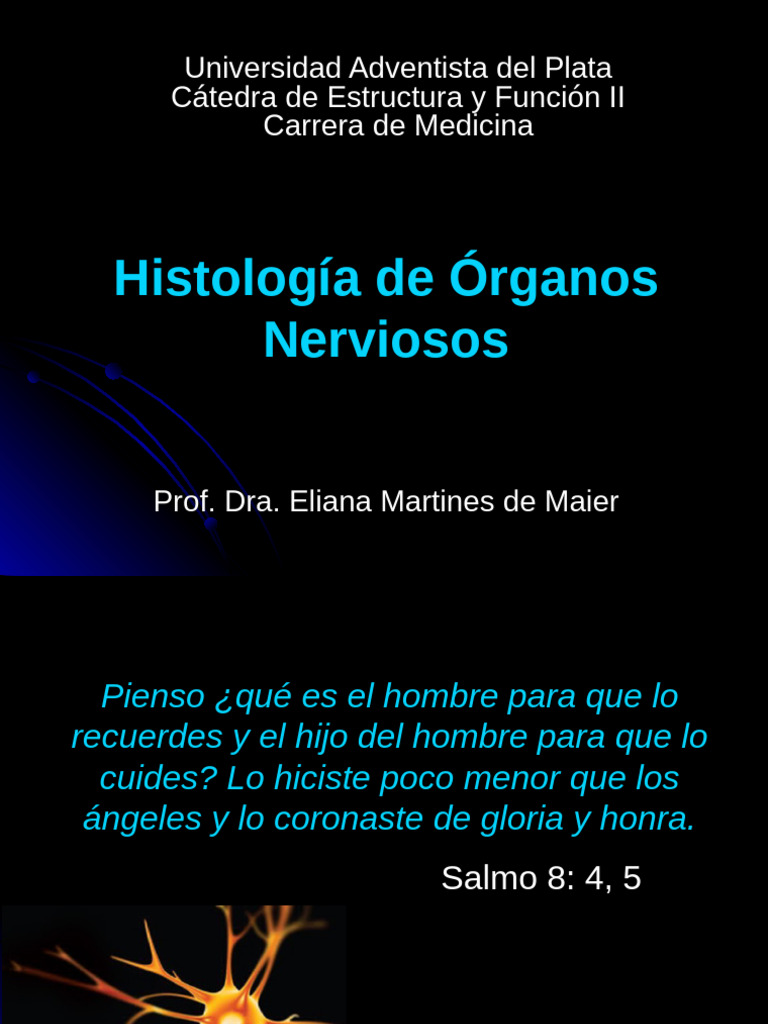 Ã Rganos Nerviosos HistologÃ A E y F II 2024 | PDF | Nervio | Corteza cerebral