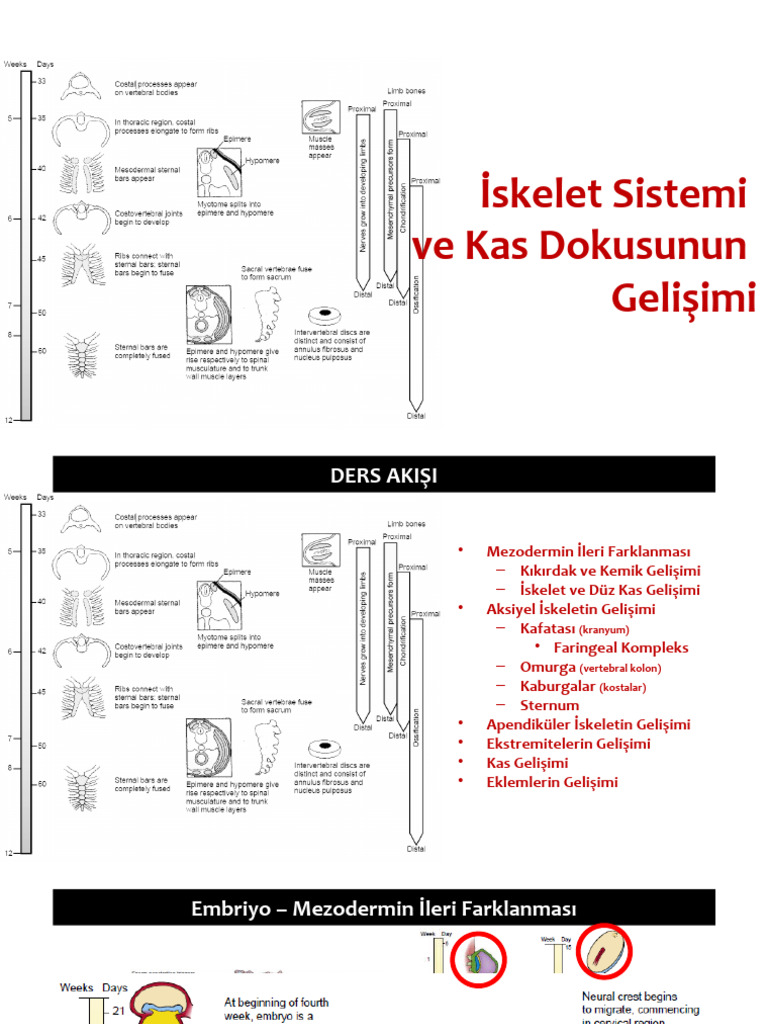 İskelet Kas Gelişimi24 | PDF