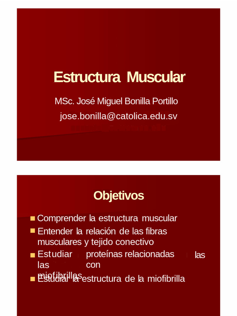 Clase Estructura Muscular | PDF | Anatomía | Morfología (biología)