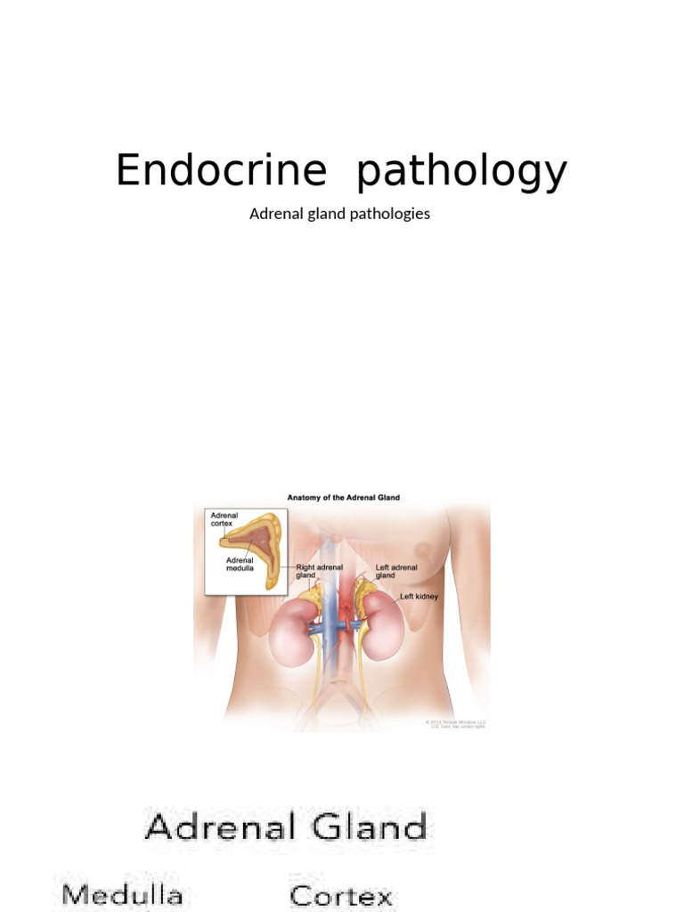 Endocrine Adrenal Gland Pathologies | PDF | Adrenal Gland | Cortisol