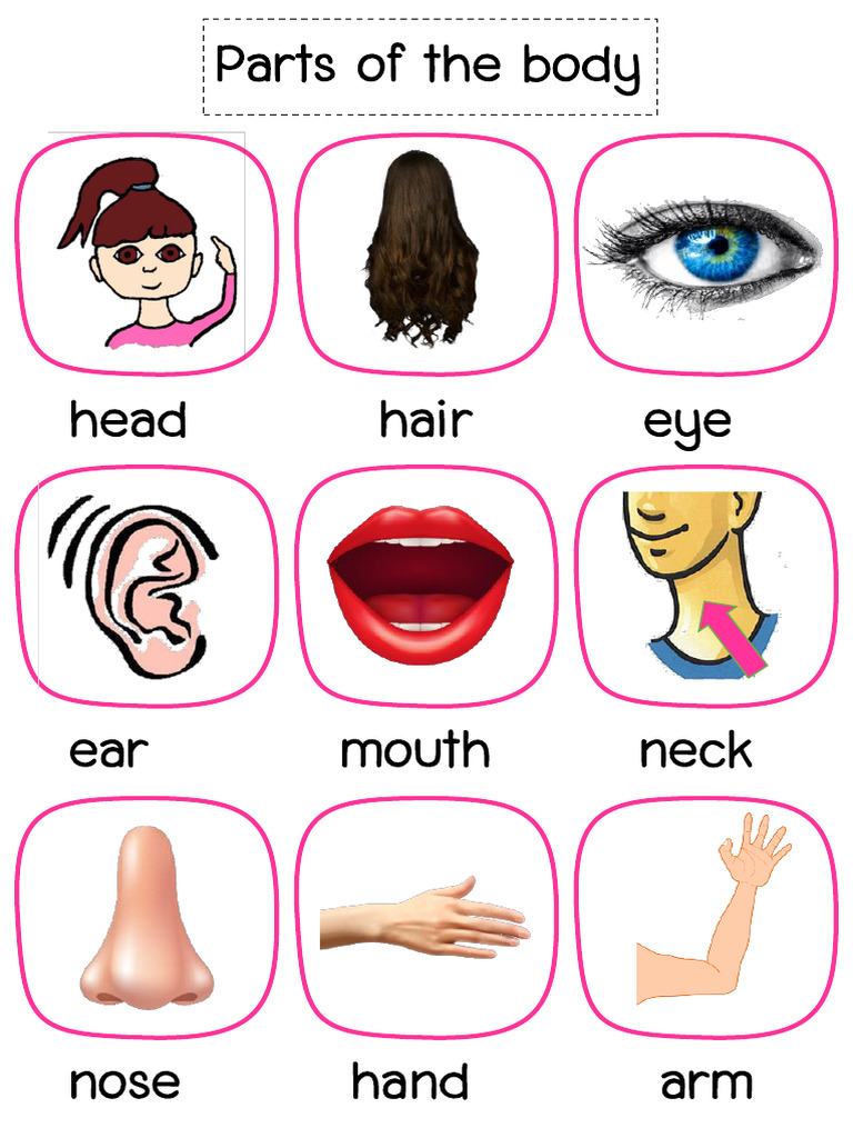 Parts of The Body Worksheet - Kindergarten | PDF
