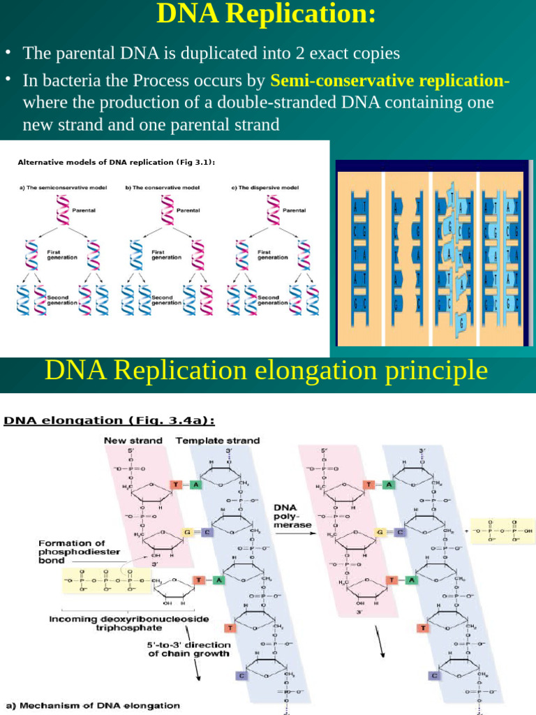 4 REPLICATION - Updated Final Me 3 - Updated | PDF | Dna Replication | Primer (Molecular Biology)