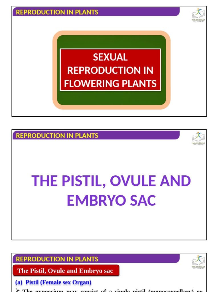 Chapter 2 Biology XII Sexual Reproduction in Flowering Plants | PDF ...