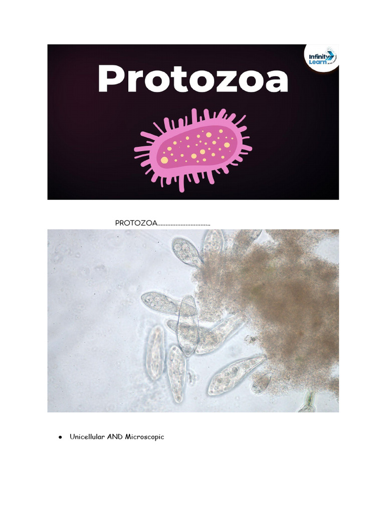Protozoa | PDF