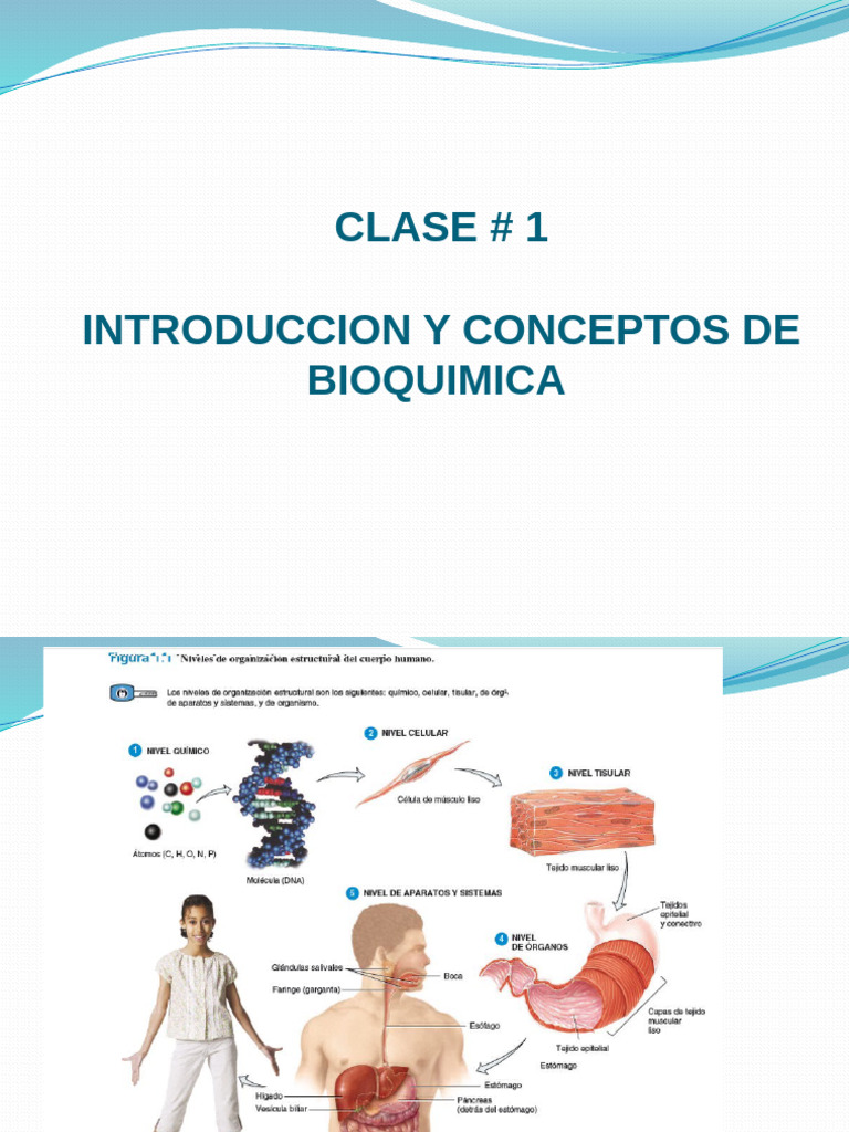 Clase 1 Conceptos Basicos | PDF | Metabolismo | Bioquímica