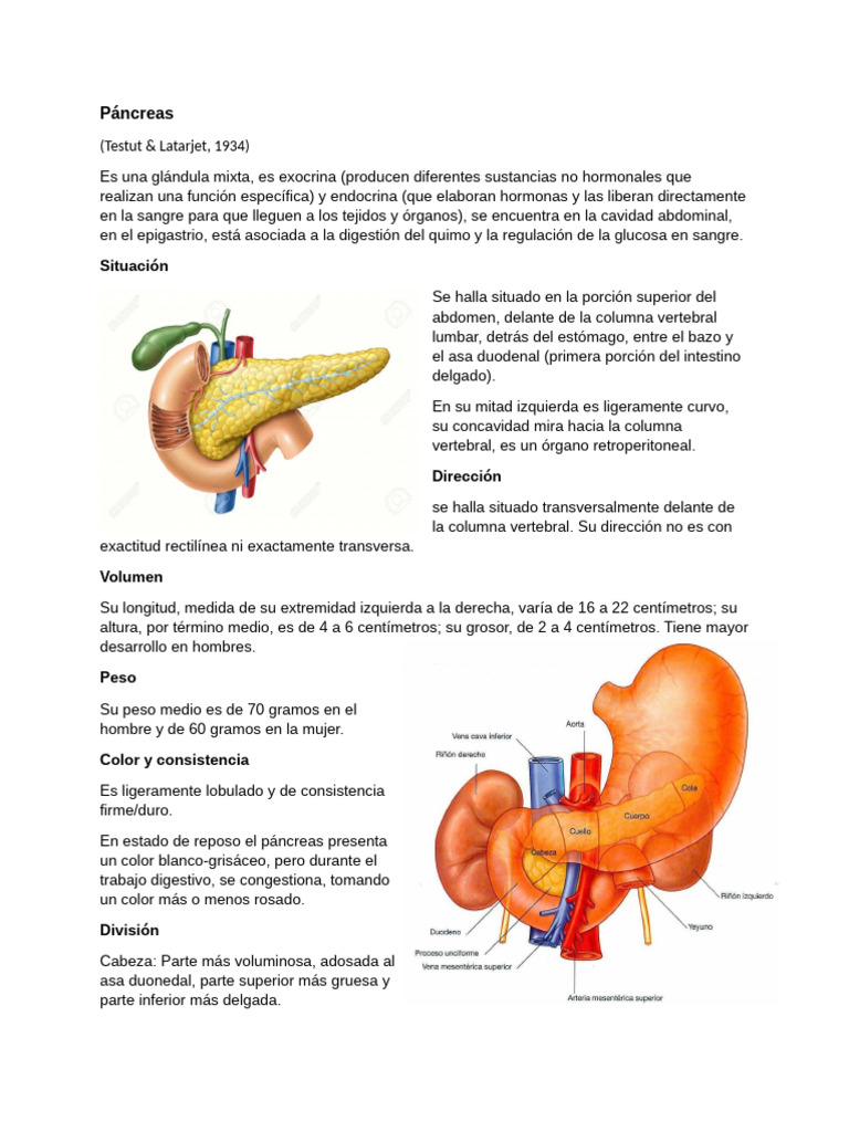 Anatomía del Páncreas Humano | PDF | Páncreas | Insulina