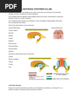 Conducto Ependimario | PDF | Sistema nervioso central | Anatomía humana