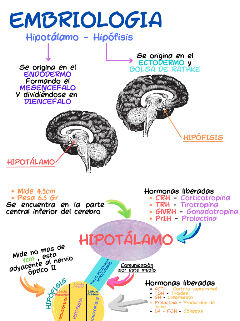 Hipotálamo e Hipófisis: Funciones y Tumores | PDF | Glándula pituitaria ...
