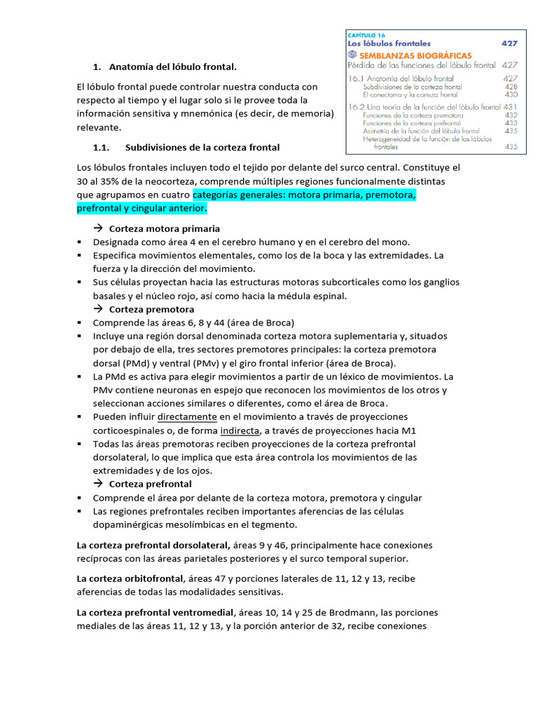 Neuro 2do Hemi | PDF | Lóbulo frontal | Lóbulo temporal