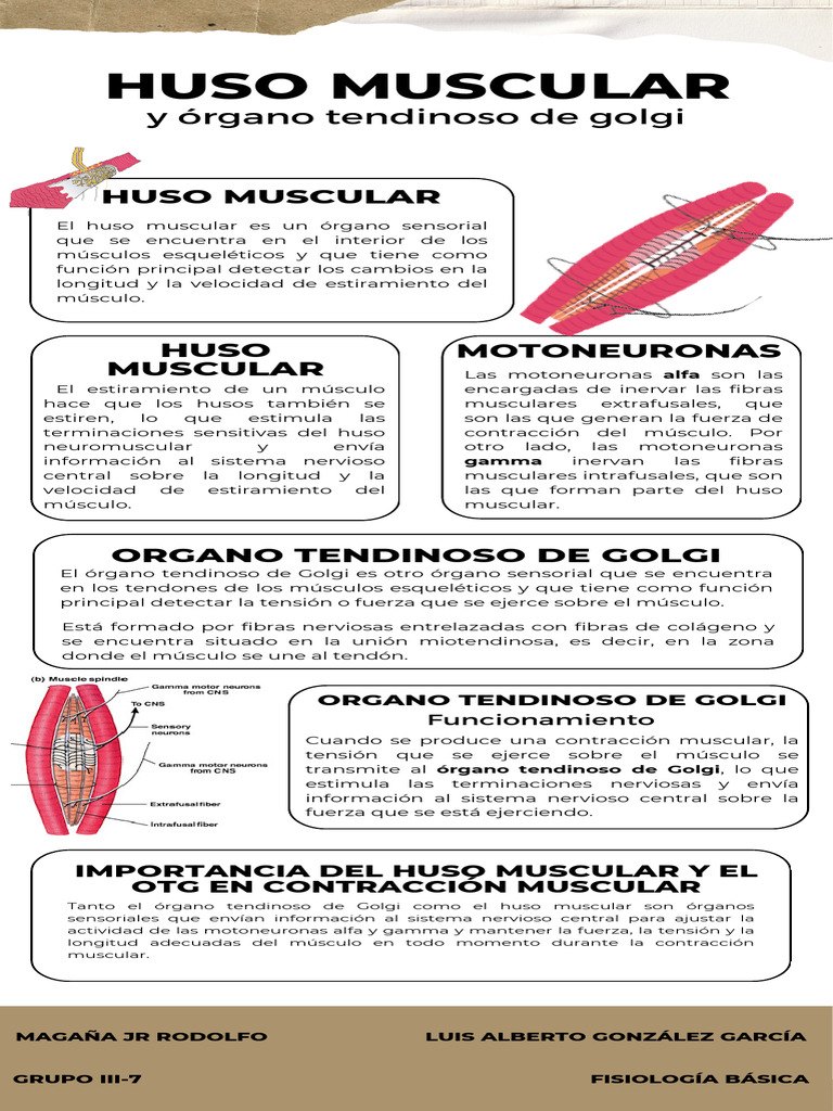 Función del Huso Muscular y OTG | PDF | Músculo | Tendón