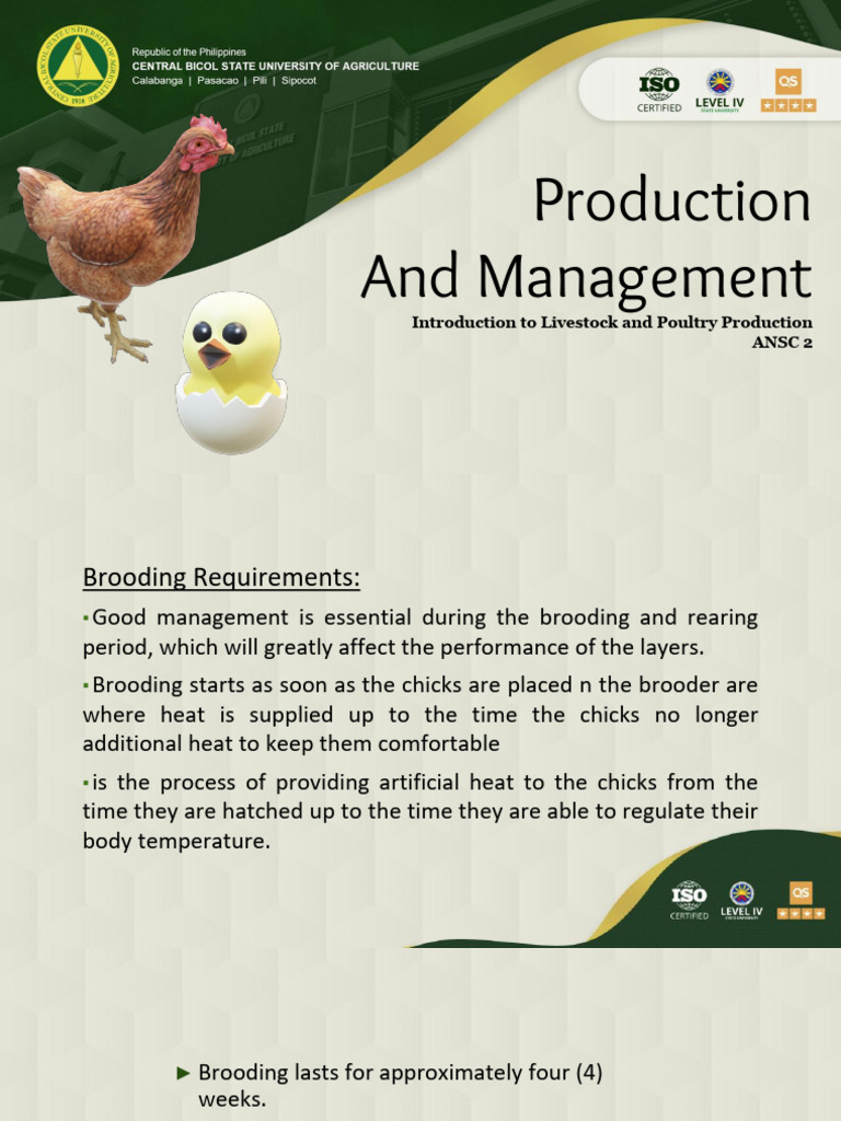 Production and Management | PDF | Chicken | Birds