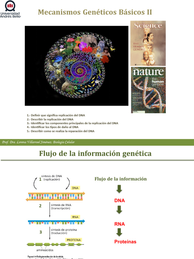 Sesion 5 - Mecanismos Geneticos Basicos | PDF | Adn | Replicación De Adn
