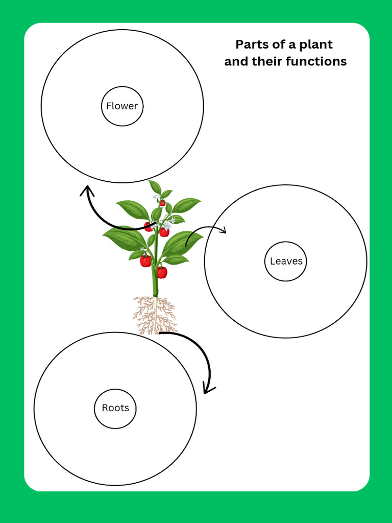 Parts of A Plant | PDF