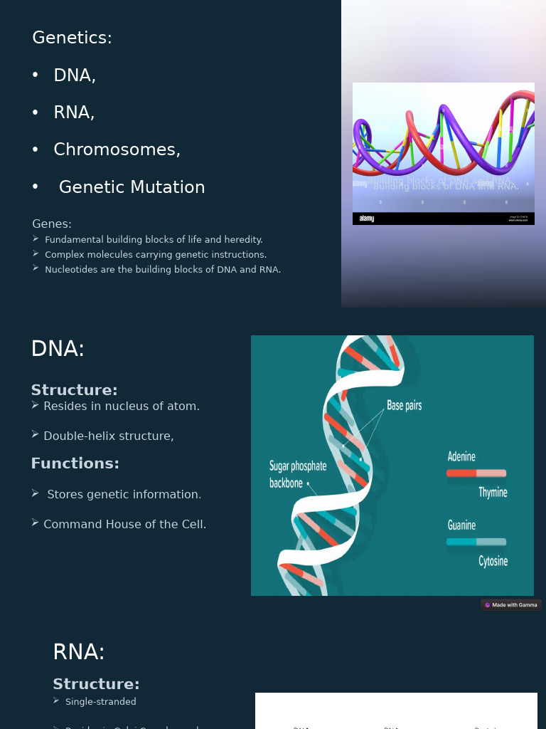 DNA RNA Chromosomes and Genetic Mutation | PDF