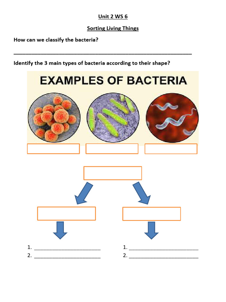 G3-Unit 2 WS 6 | PDF