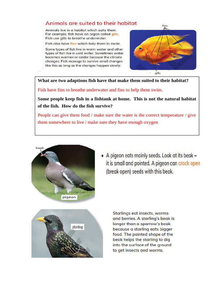 Animal Adaptations ANSWERS | PDF