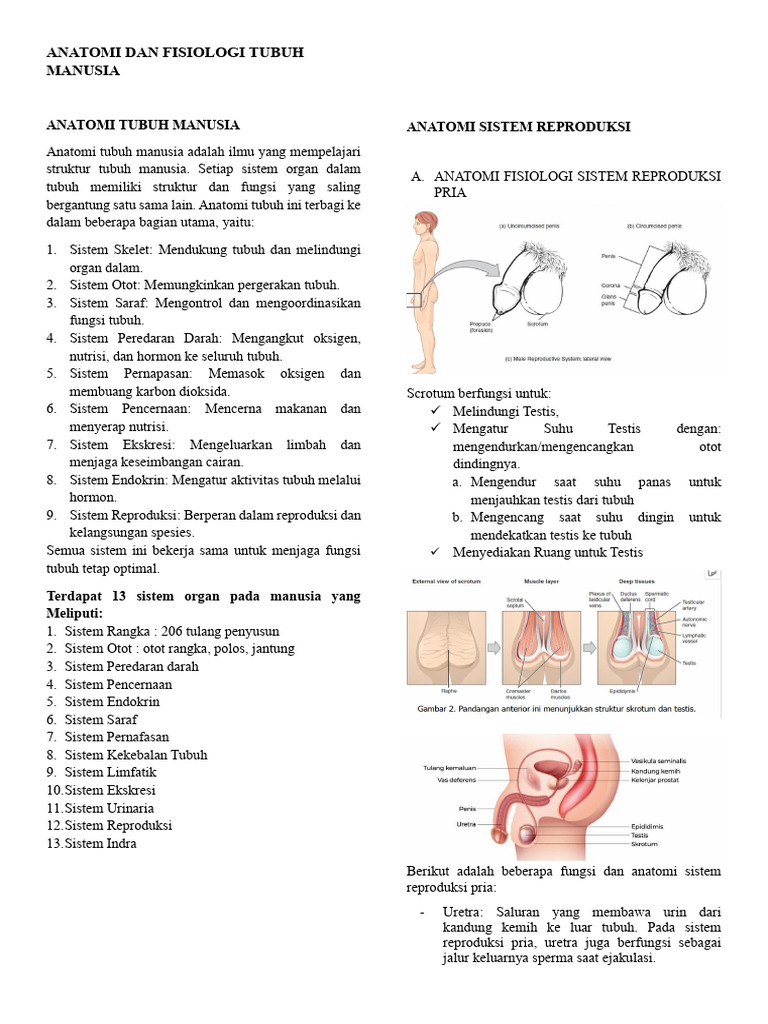 Anatomi Dan Fisiologi Tubuh Manusia | PDF
