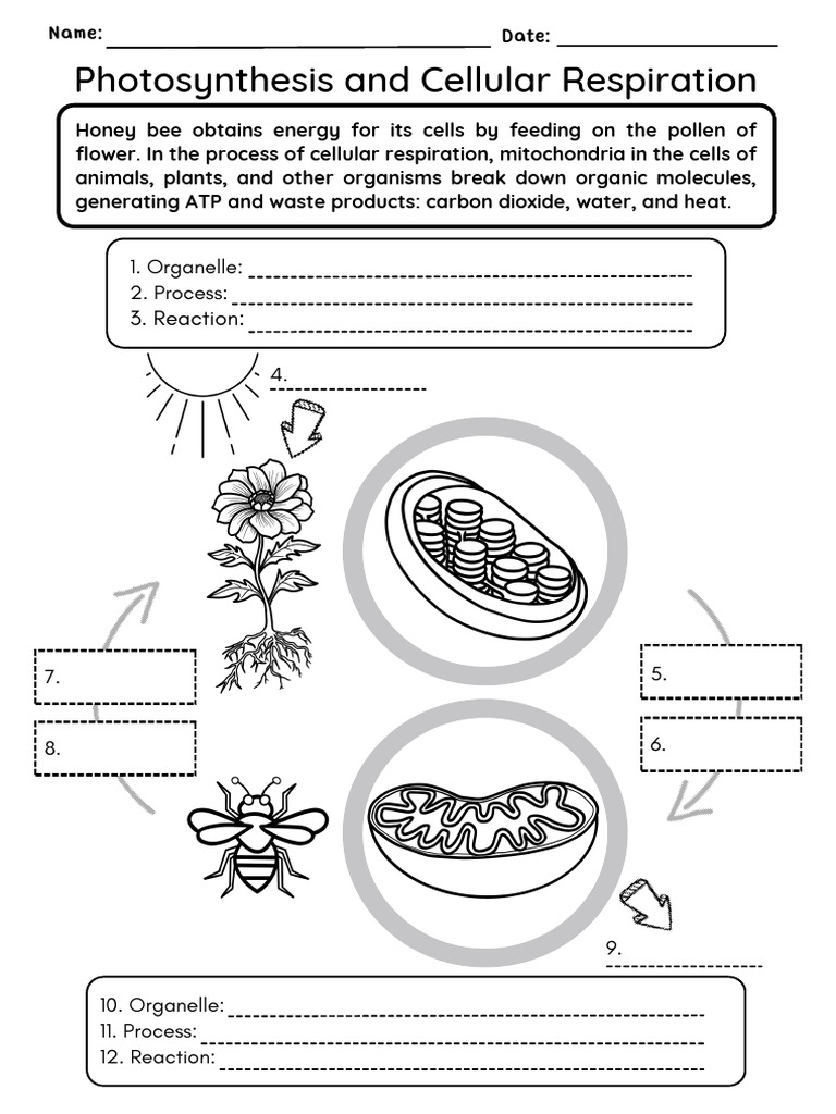 Photosynthesis and Cellular Respiration: 3. Reaction | PDF | Cellular ...