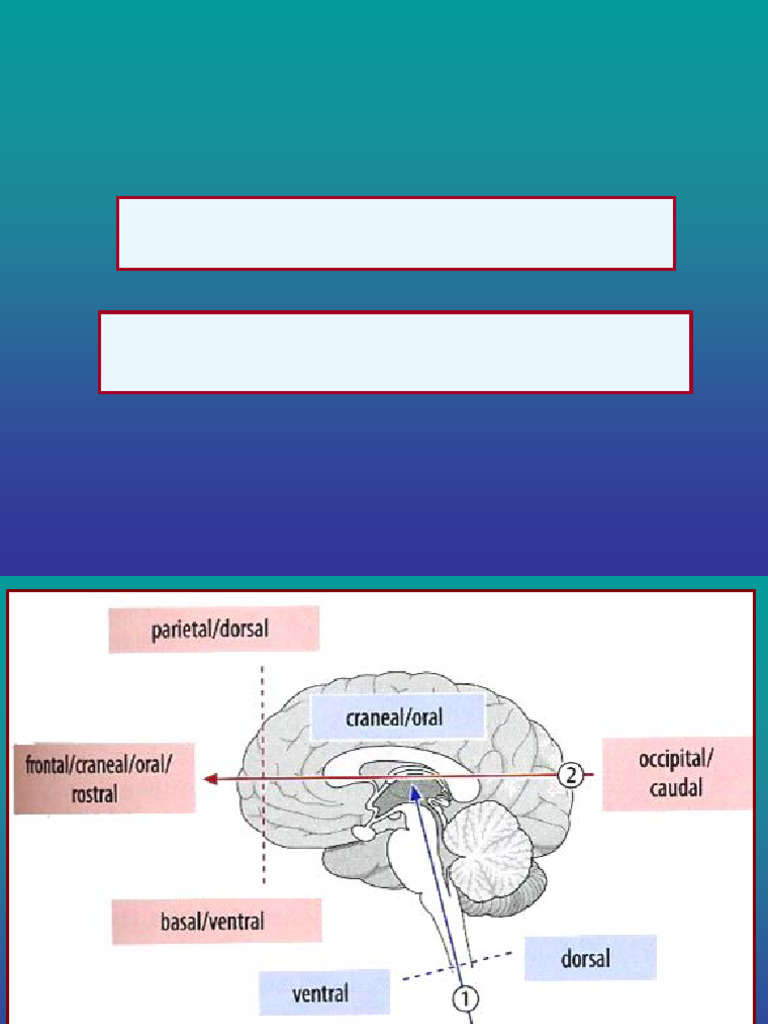 3.-Tronco Encefálico | PDF | Cerebelo | Médula espinal