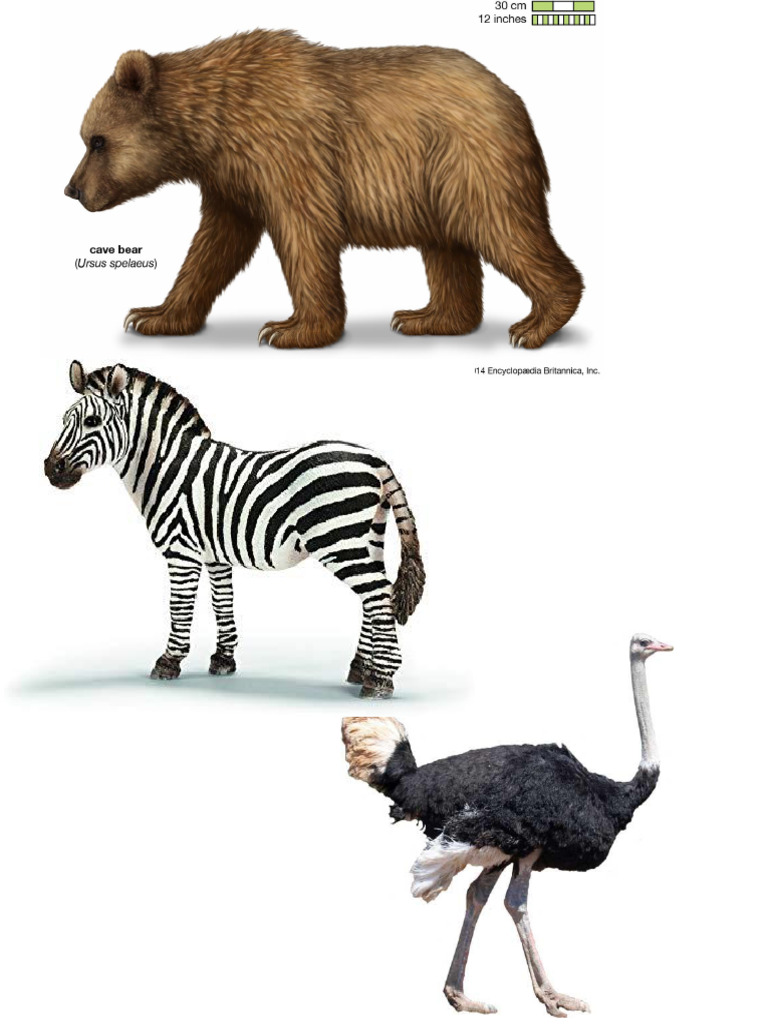 Wild Animals | PDF