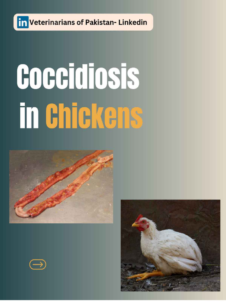 Poultry Coccidiosis -1 | PDF