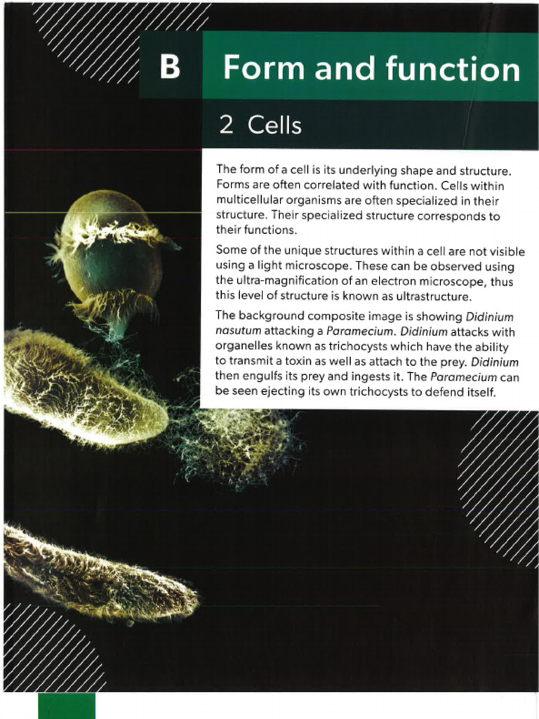 IB Biology HL - Cells | PDF