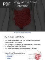 Histological Comparison of Intestines | PDF | Small Intestine ...