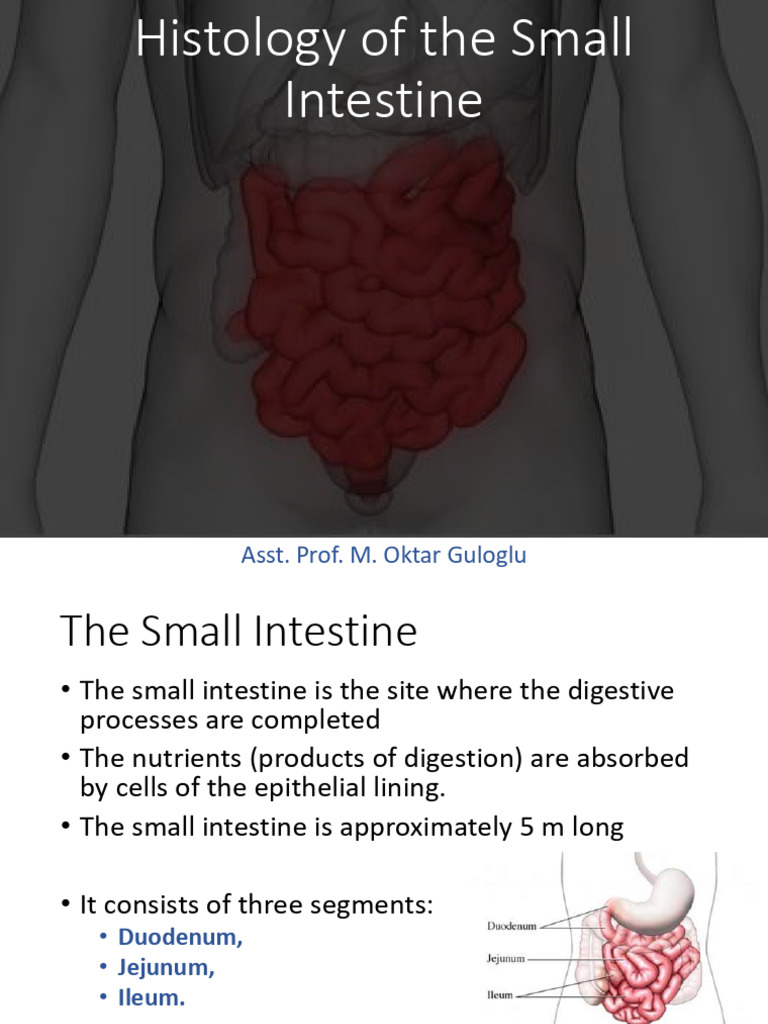 Histology of The Small Intestine | PDF | Small Intestine | Lymphatic System