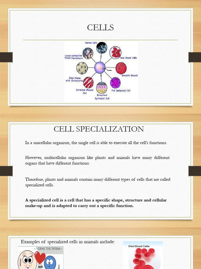 Understanding Cell Specialization | PDF | Tissue (Biology) | Cell (Biology)