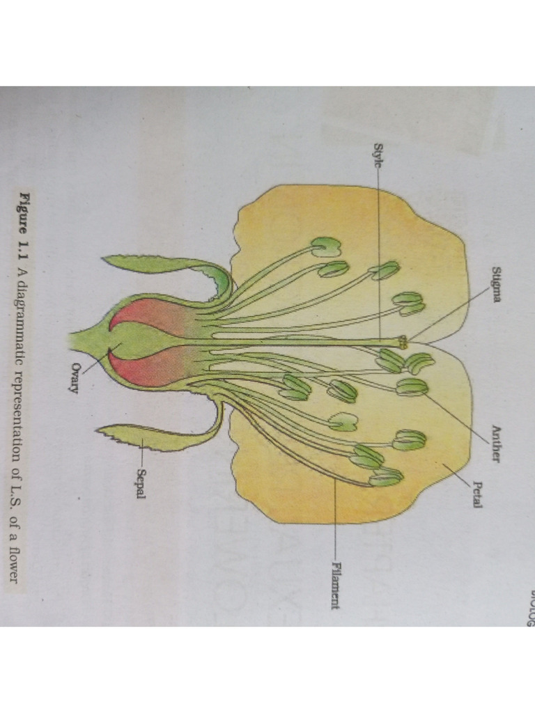 Biology Ncert Diagrams | PDF