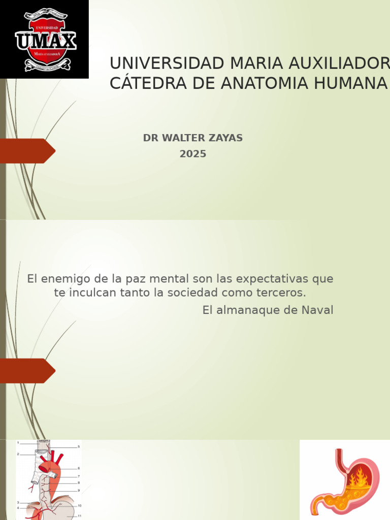 Esófago Abdominal. | PDF | Abdomen | Estómago