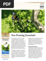 ANSI A300 Pruning Standards Overview | PDF | Pruning | Plant Stem