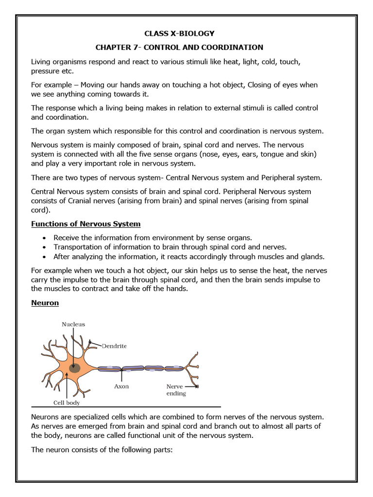 G10 CH 7 Control and Coordination - Notes | PDF | Neuron | Nervous System